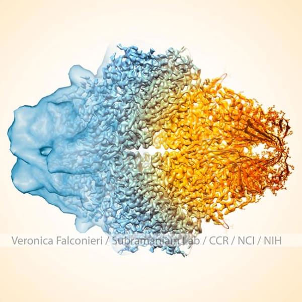 Improving Resolution by Cryo-EM from the collection of Guild of Natural ...