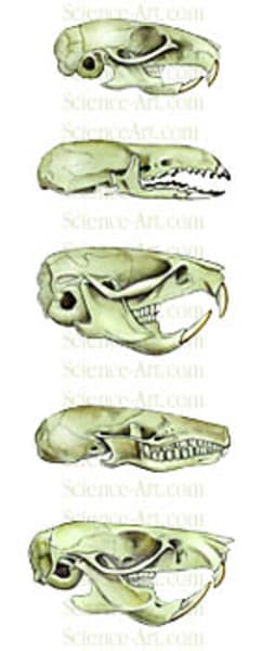 Small Mammal Skull Comparison from the collection of Guild of Natural ...