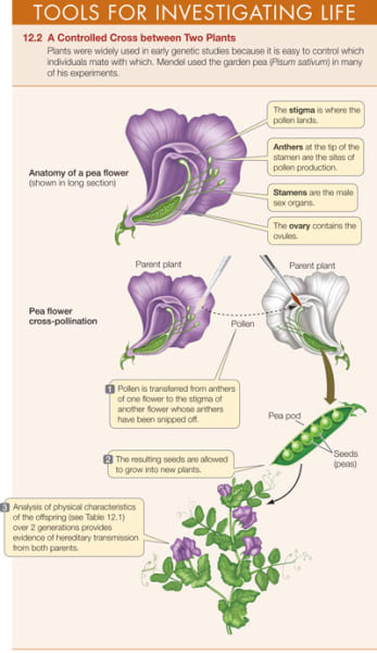 A Controlled Cross Between Two Pea Plants from the collection of Guild ...