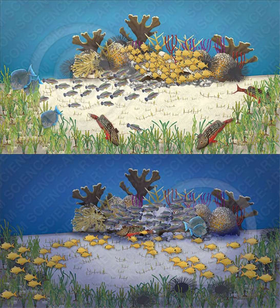 Caribbean patch reef by day and night from the collection of Guild of ...