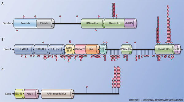 microRNA- and cancer-linked mutations from the collection of Guild of ...