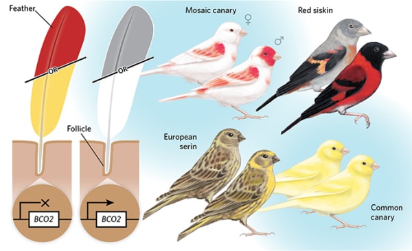 The Gene that Makes Female Birds Drab from the collection of Guild of ...
