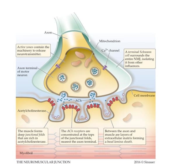 The Neuromuscular Junction from the collection of Guild of Natural ...