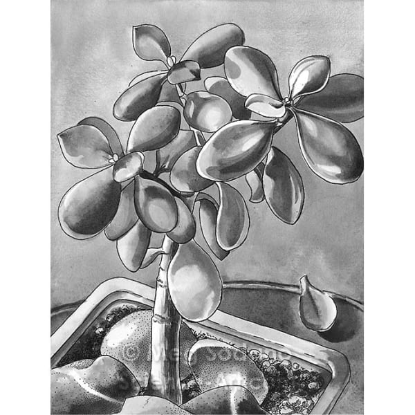 Jade from the collection of Guild of Natural Science Illustrators ...