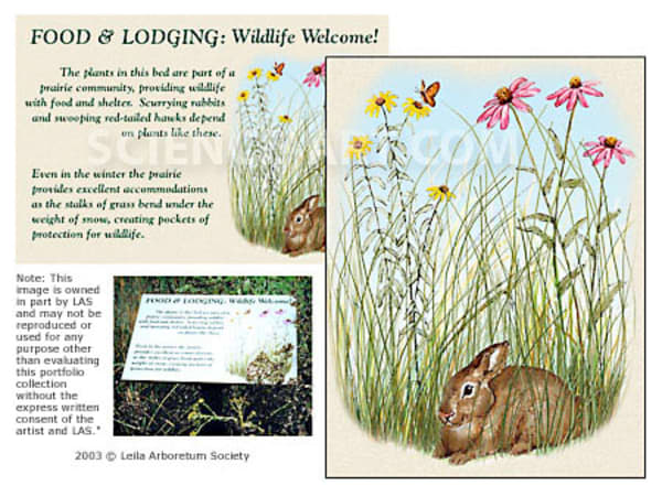 Food & Lodging Graphic from the collection of Guild of Natural Science ...