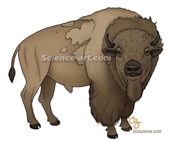 American Bison from the collection of Guild of Natural Science ...