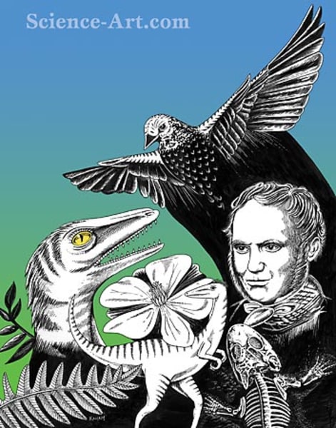 Evolution: saur to soar from the collection of Guild of Natural Science ...