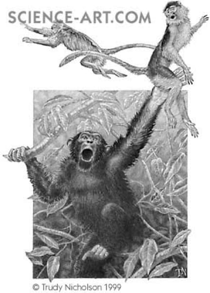 Chimpanzee Catching Red Colobus Monkey from the collection of Guild of ...