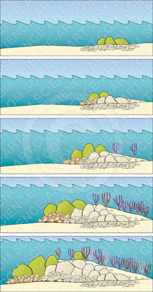 Evolution of a patch reef from the collection of Guild of Natural ...