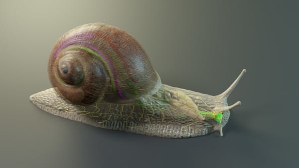 The anatomicy of Helix pomatia from the exhibition 2022 Juried Members ...