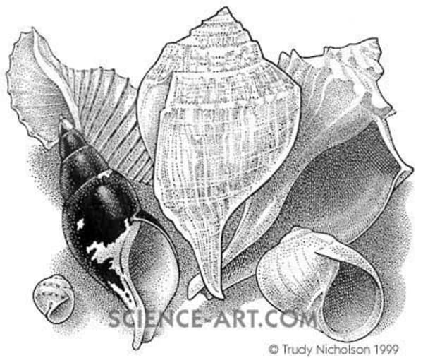 New England Shell Collection from the collection of Guild of Natural ...