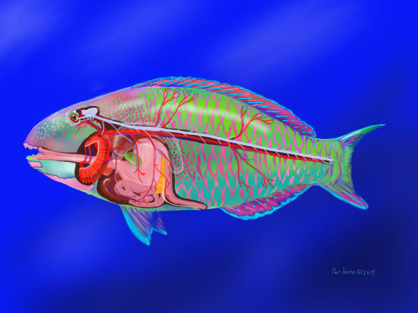 Parrotfish Anatomy from the collection of Guild of Natural Science ...