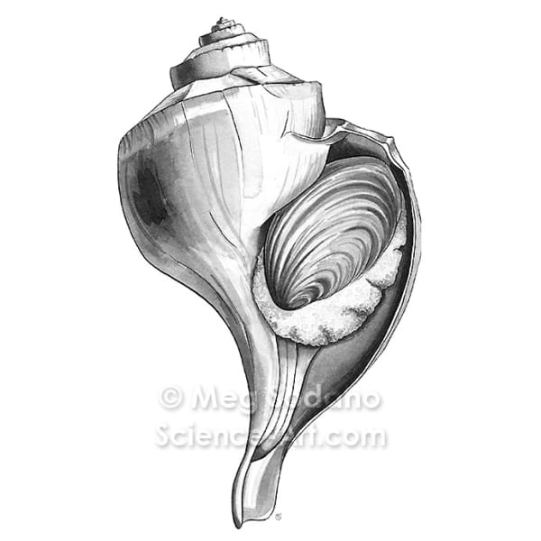 Anatomy of a Channeled Whelk from the collection of Guild of Natural ...