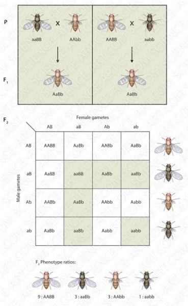 Genetics: Phenotype Ratios from the collection of Guild of Natural ...