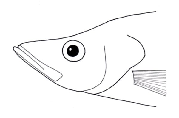 Concave Head (C. pectinatus) from the collection of Guild of Natural ...