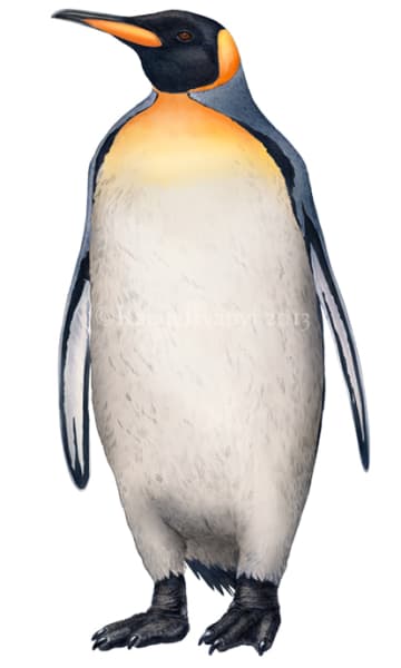 King Penguin from the collection of Guild of Natural Science ...