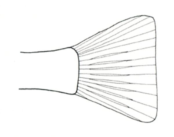 Truncated Caudal (Tail) Fin from the collection of Guild of Natural ...