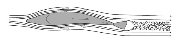 Streamlines around a fish from the collection of Guild of Natural ...