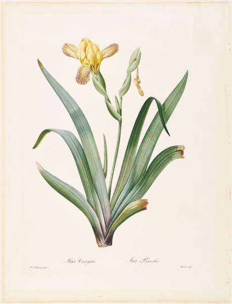 Iris Variegata; Iris Panachee from the collection of Berman Museum of ...