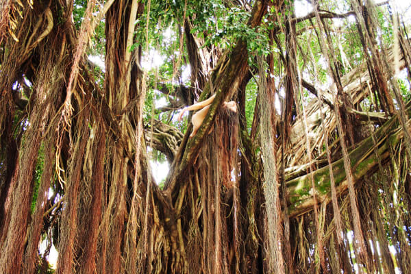 Raízes aéreas, da série orgânicos from the collection of Instituto PIPA ...