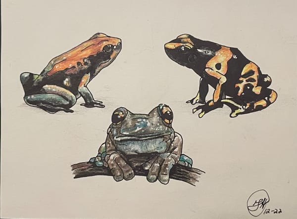 Frog Flash Sheet by Jana Renée | Artwork Archive