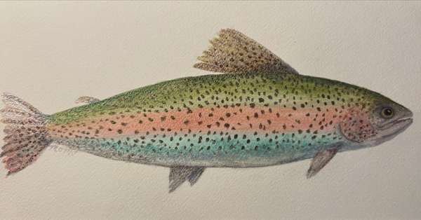 Rainbow Trout by Mary O'Malley-Joyce | Artwork Archive