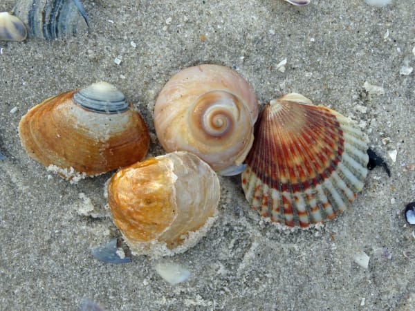 Collection of Warm Colored Shell by Mary O'Malley-Joyce | Artwork Archive