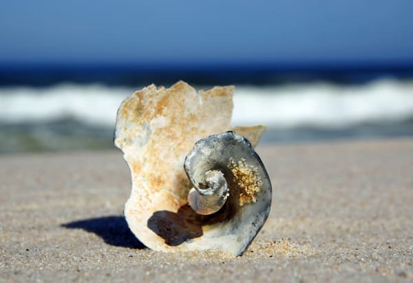 IBSP Shell Sculpture by Mary O'Malley-Joyce | Artwork Archive