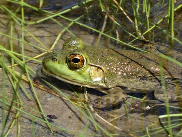 Hanging Out in the Pond by Mary O'Malley-Joyce | Artwork Archive