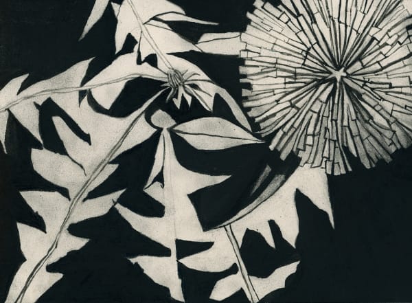 Dandelion by Susan Rowe Harrison | Artwork Archive