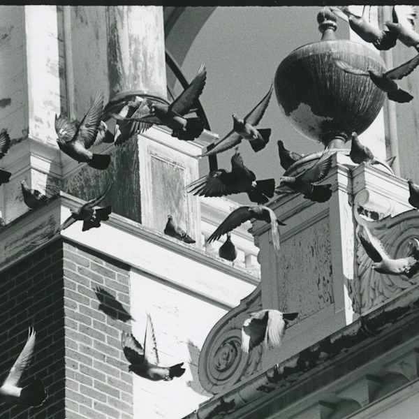 St Stephen's Birds from the collection of Art Alba Gallery | Artwork ...