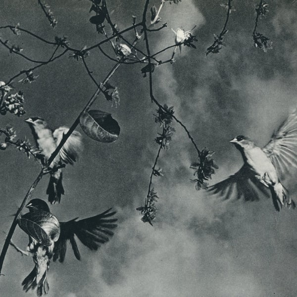 Flying 1956 from the collection of Art Alba Gallery | Artwork Archive