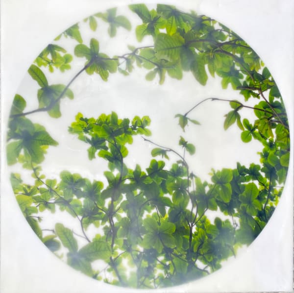 Kamani Tree, Encaustic by Dora Somosi | Artwork Archive