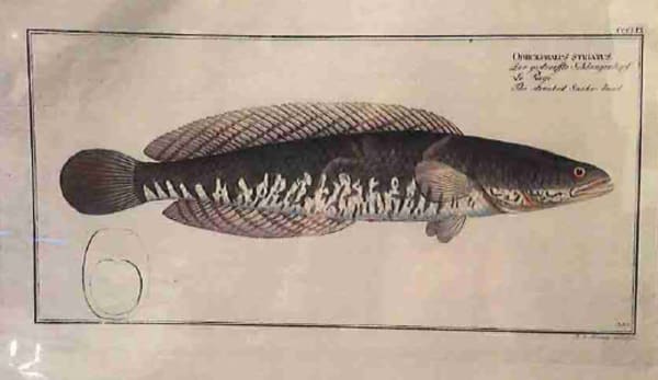 Ophicephalus Striatus, The streaked Snake-head from the collection of ...