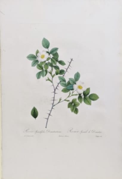 Rosa Spinulifolia Dematratiana, Rosier Spinule de Demmatra, Plate 172 ...
