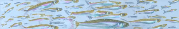 RAINBOW SMELT by Sarah Jaynes | Artwork Archive
