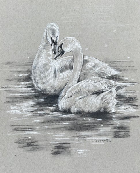 SWAN SKETCH 2 by Sarah Jaynes | Artwork Archive