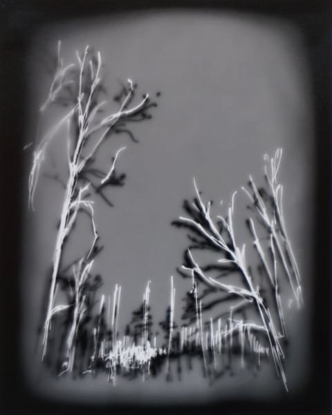 Oregon Trees I by Helen Dennis Studio | Artwork Archive