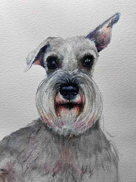 Schnauzer-One ear Up by Amy DeVane | Artwork Archive