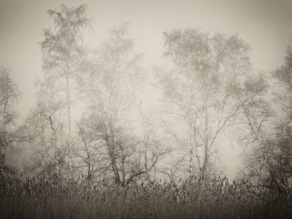 Tree Forms III by Peter Mendelson | Artwork Archive