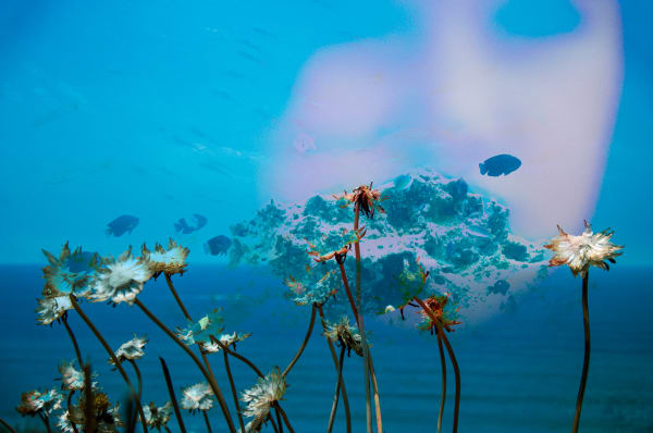 Flowers in the ocean by Kate Brogdon | Artwork Archive