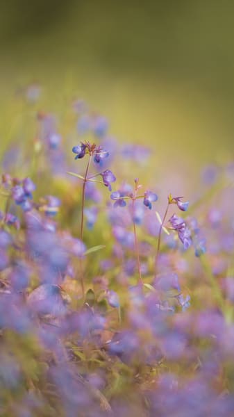 Collection Bokeh from Dylan James Lockard | Artwork Archive