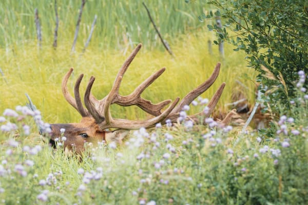 Life // 1 by Dylan James Lockard | Artwork Archive