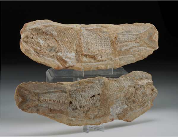 Prehistoric Ray Finned Fish Fossil Split into 2 Sides! from the ...