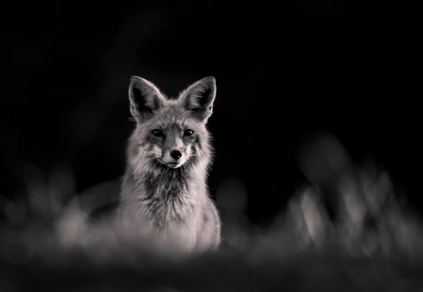 Jacobson Fox by Jim Balkwill | Artwork Archive