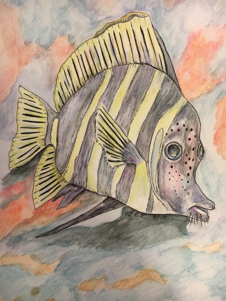 Whiskered boarfish (armor head) by Jennifer C. Pierstorff | Artwork Archive