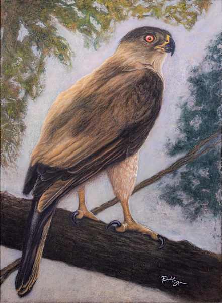 Study of a Cooper's Hawk by Rachel Sipper | Artwork Archive