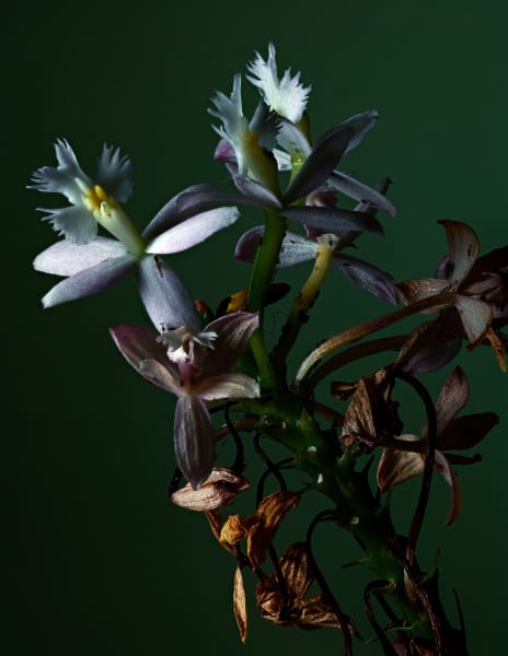 DLT_Visitant_150 by David Lewis Taylor | Artwork Archive