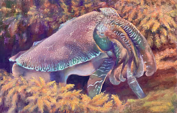 Cuttlefish glow by Susan Penfold | Artwork Archive