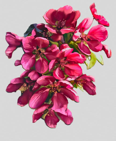 Blood Apple Blossom by Mica Hoberg | Artwork Archive